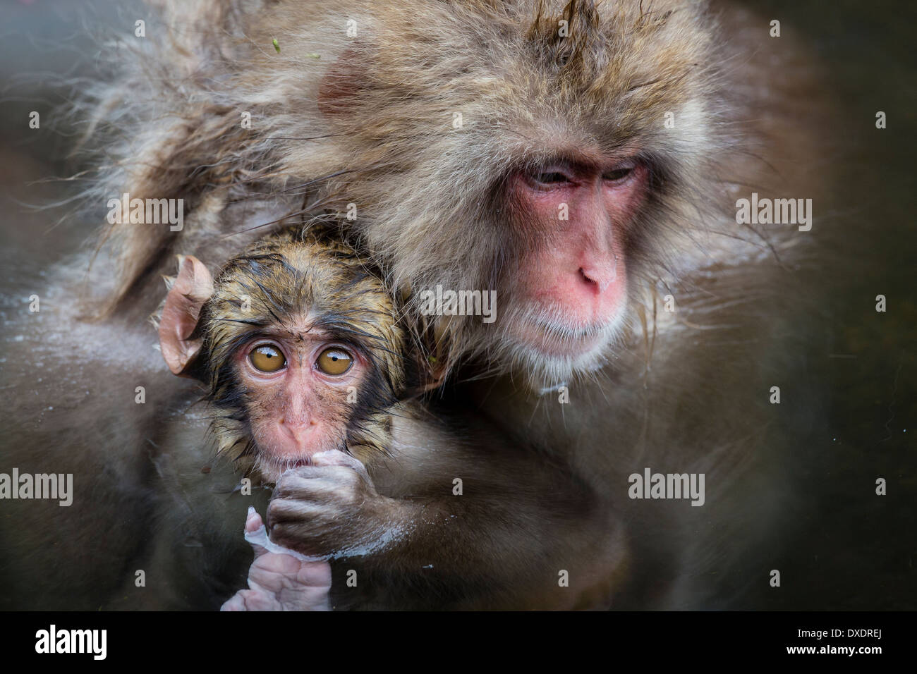 Japanese macaque (macaca fuscata) mother and child Stock Photo - Alamy