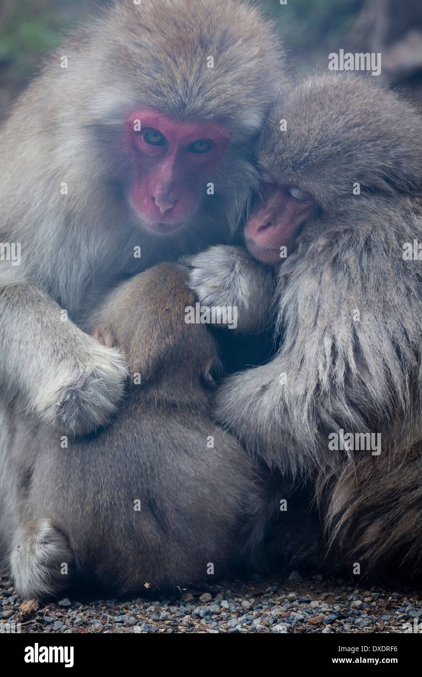 Japanese Macaque (macaca fuscata) family huddled together for warmth ...