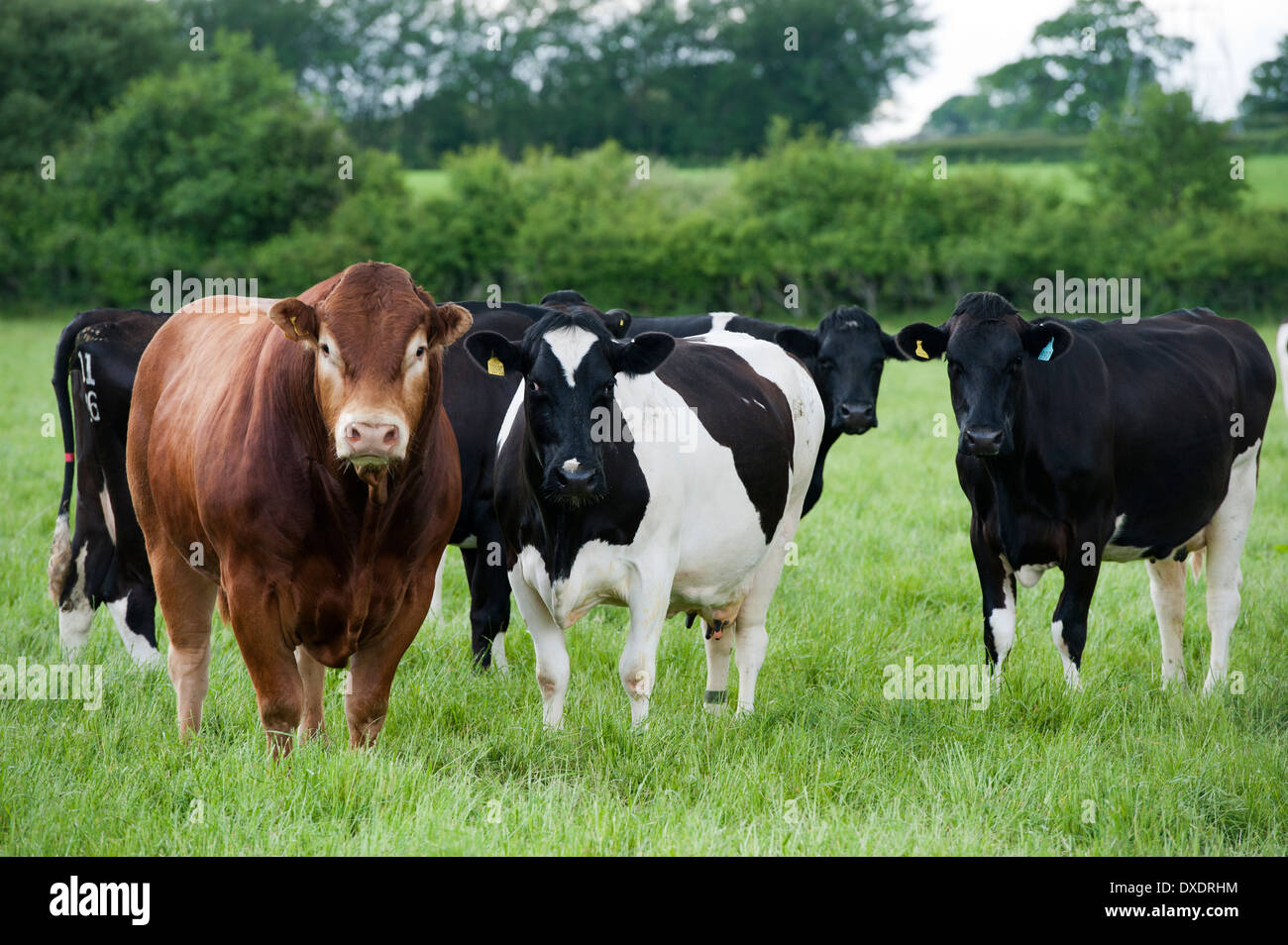 Friesian bull cattle hi-res stock photography and images - Alamy