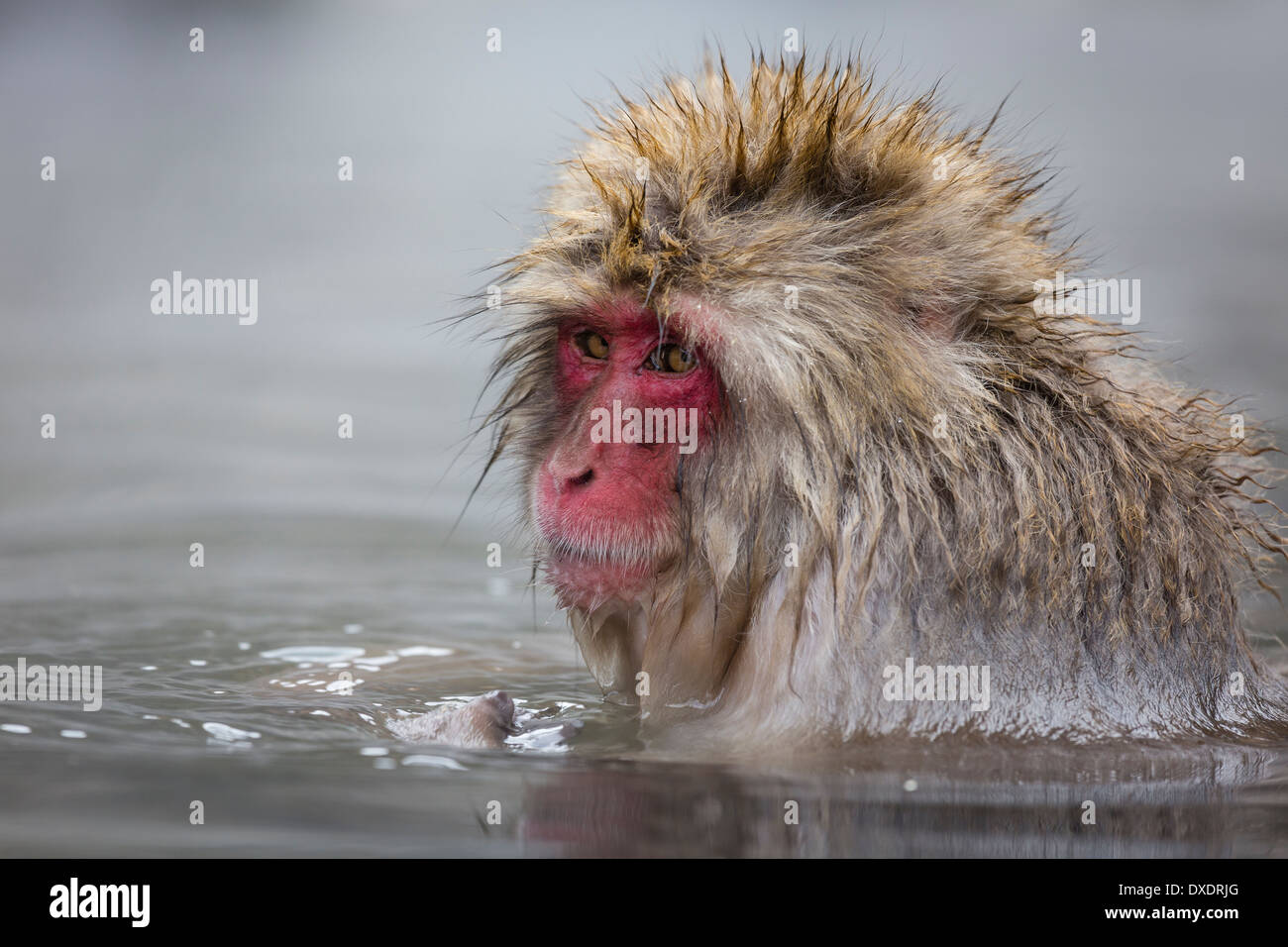 Japanese macaque (macaca fuscata) in the hot springs Stock Photo - Alamy