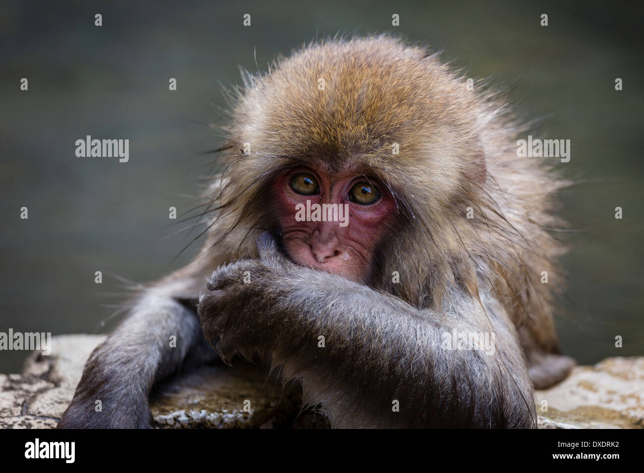 Curious macaque hi-res stock photography and images - Alamy