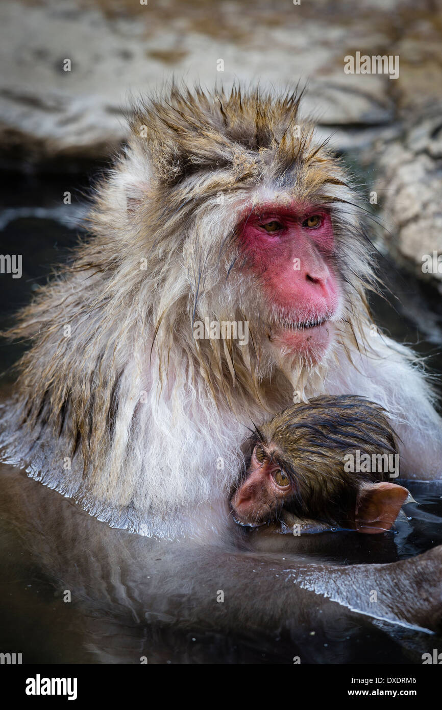 A female snow monkey (macaca fuscata) protects her child Stock Photo ...