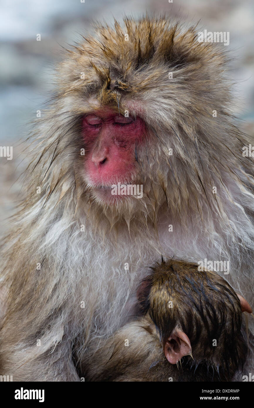 A female snow monkey (macaca fuscata) protects her child Stock Photo ...