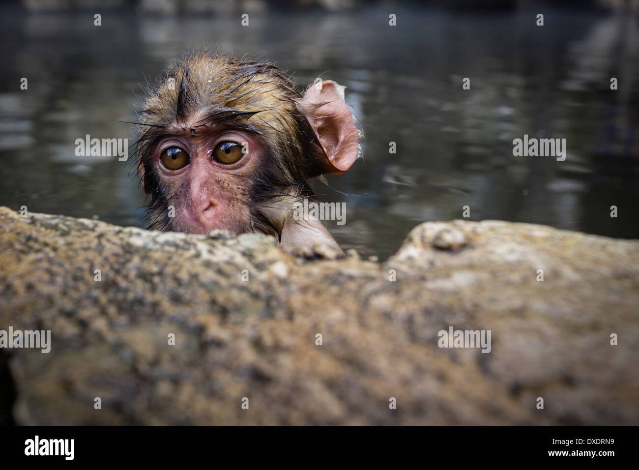 Baby japanese macaque hi-res stock photography and images - Alamy