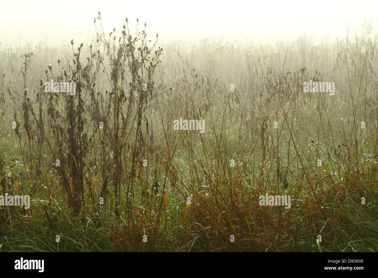 Drenches hi-res stock photography and images - Alamy
