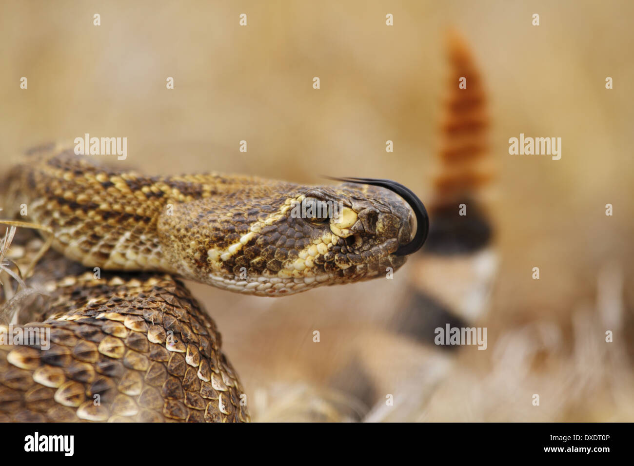 Rattlesnake strike hi-res stock photography and images - Alamy