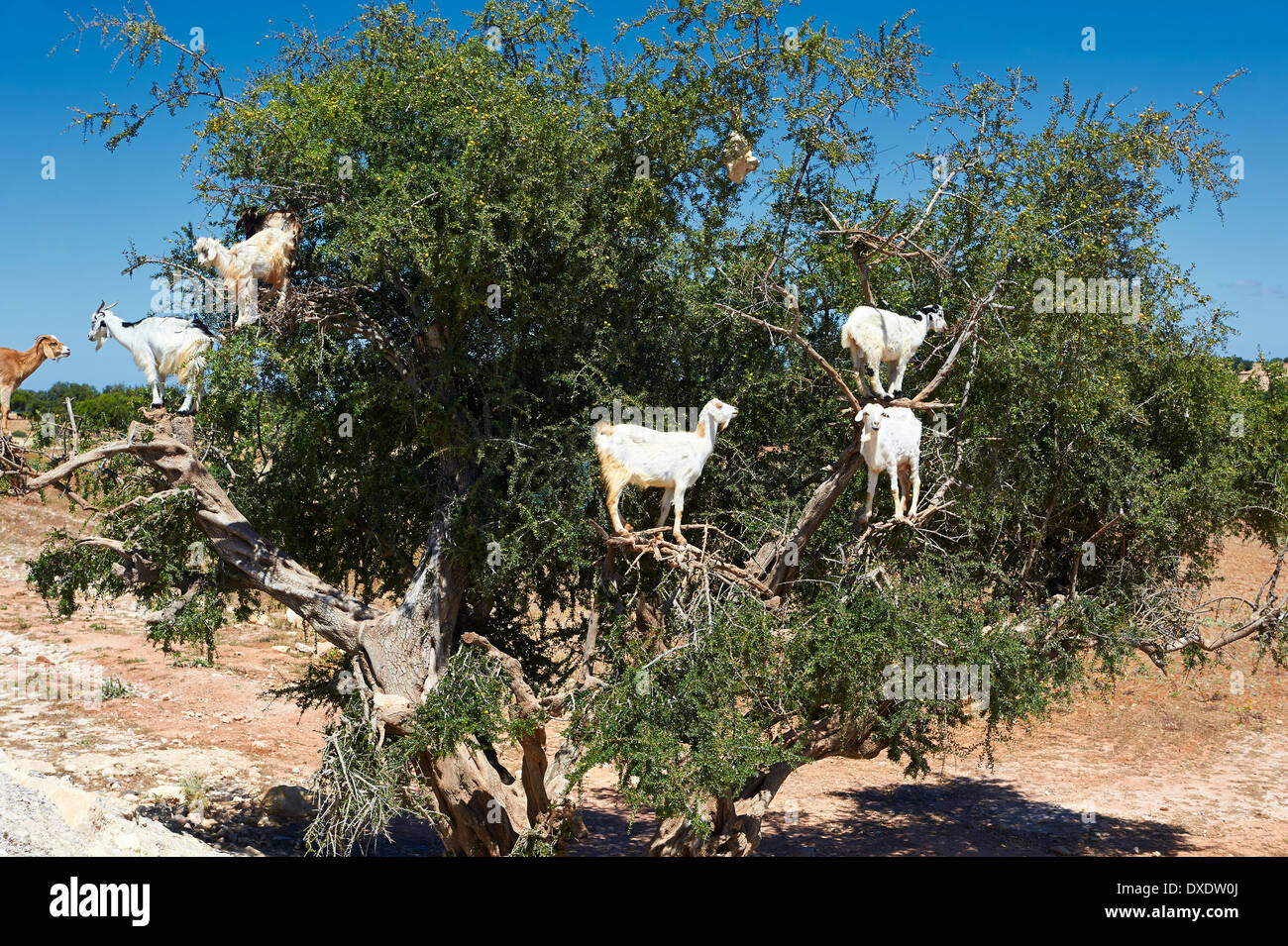 Organ tree goats High Resolution Stock Photography and Images - Alamy