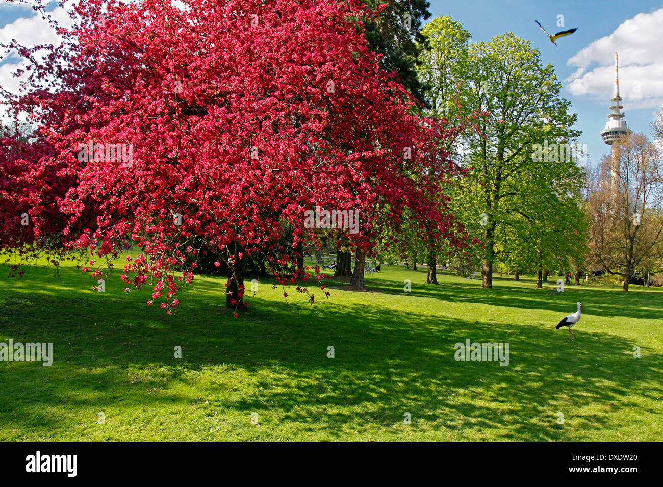 Luisenpark mannheim hi-res stock photography and images - Alamy