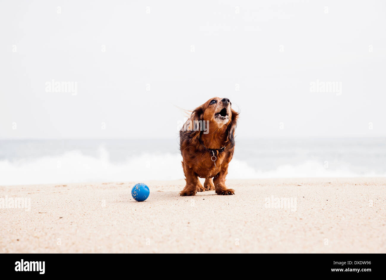Dachshund at beach hi-res stock photography and images - Alamy