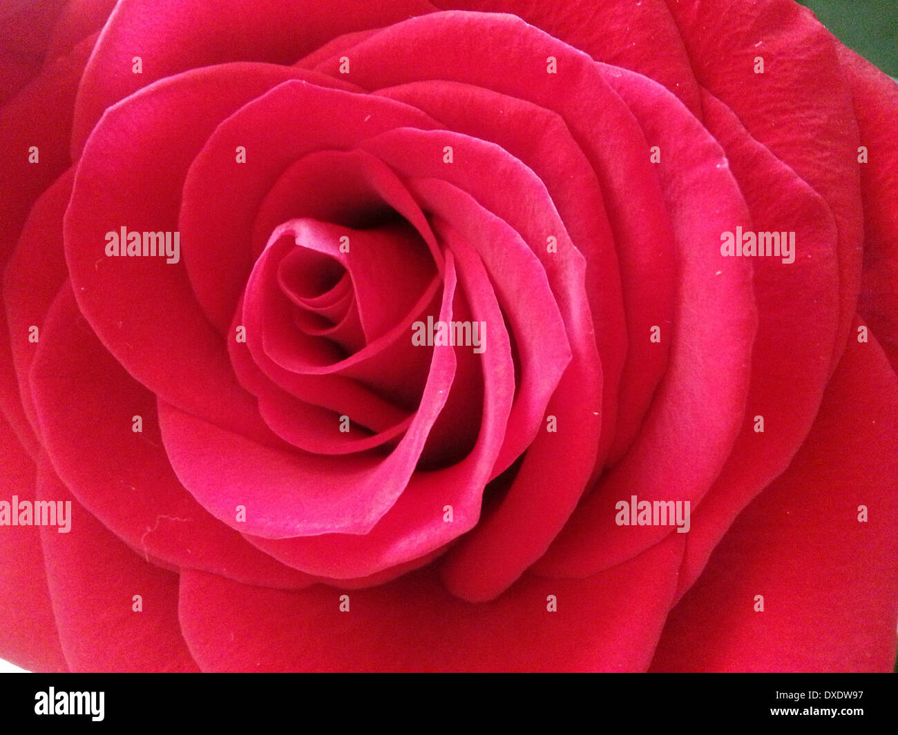 The Red Rose The center of the rose forms a circular pattern Stock ...