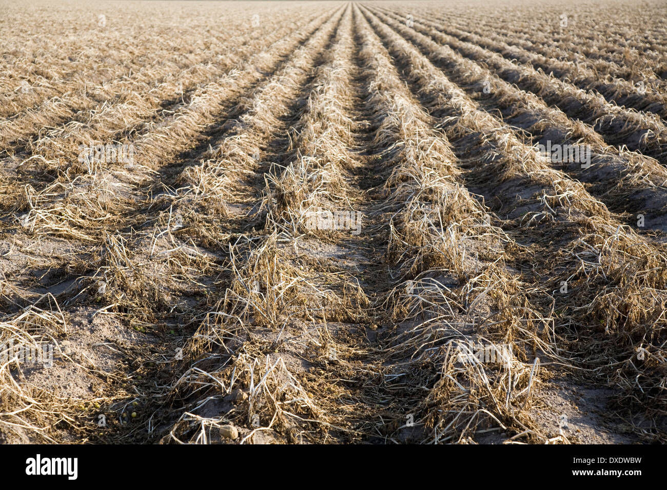 Soil agriculture colorado hi-res stock photography and images - Alamy