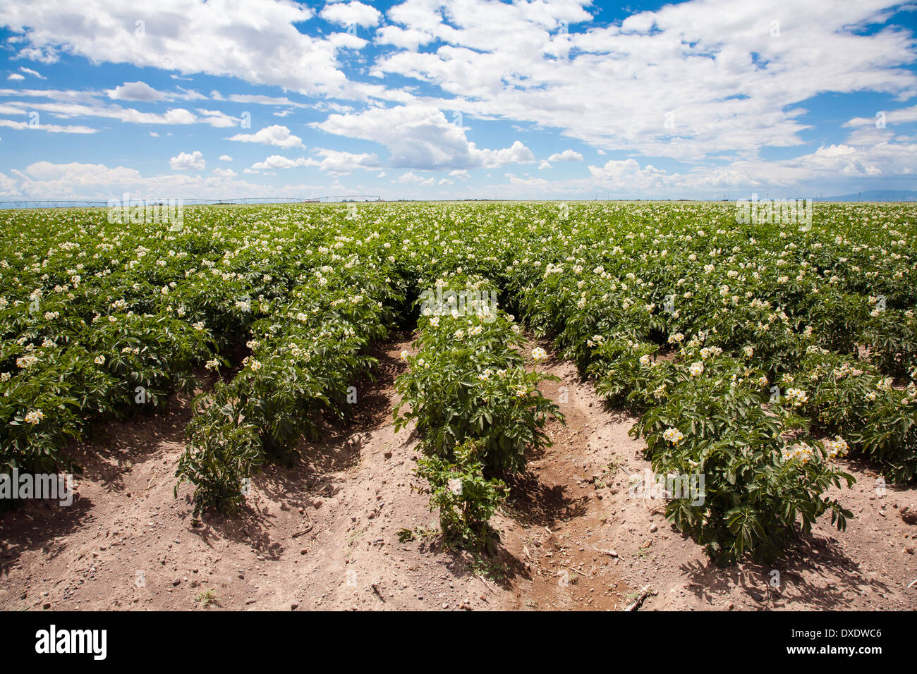 Field of potatoes, Colorado, USA Stock Photo - Alamy