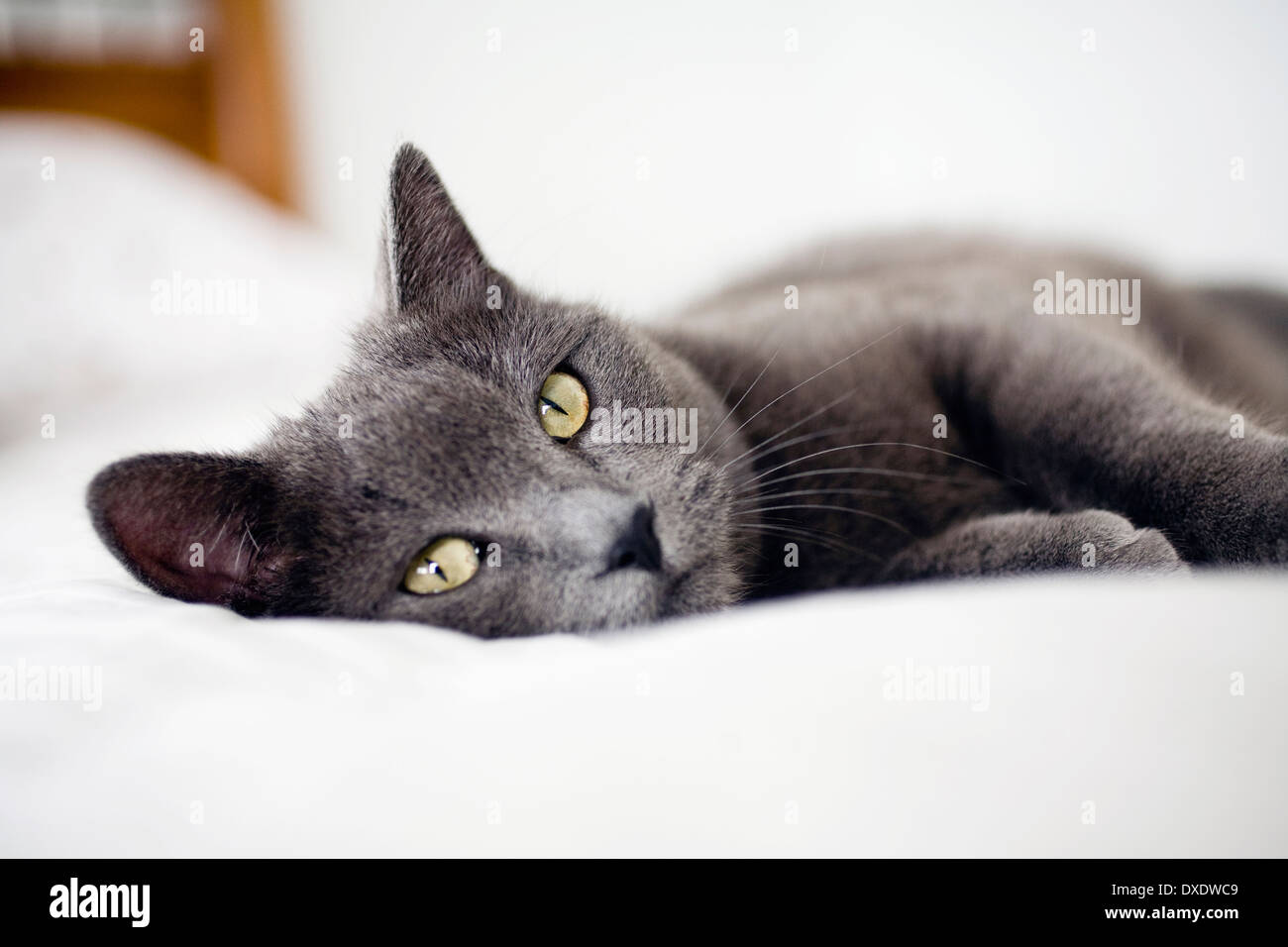 Gray white cat close hi-res stock photography and images - Alamy