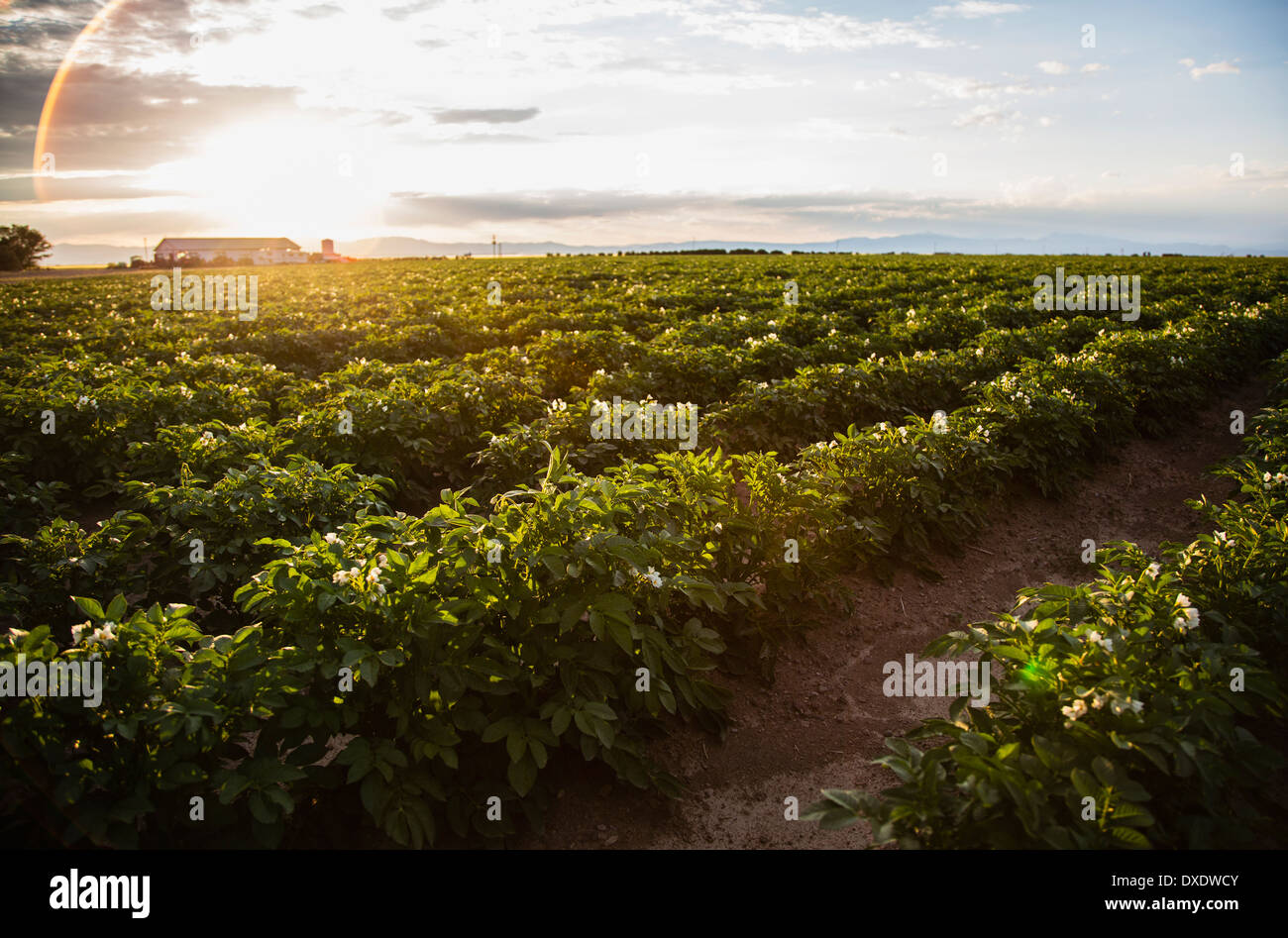 Sunset over potato field, Colorado, USA Stock Photo - Alamy