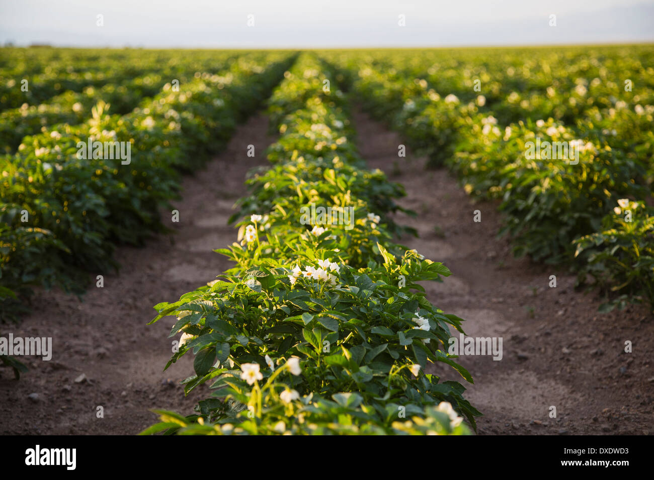 Field of potatoes, Colorado, USA Stock Photo - Alamy