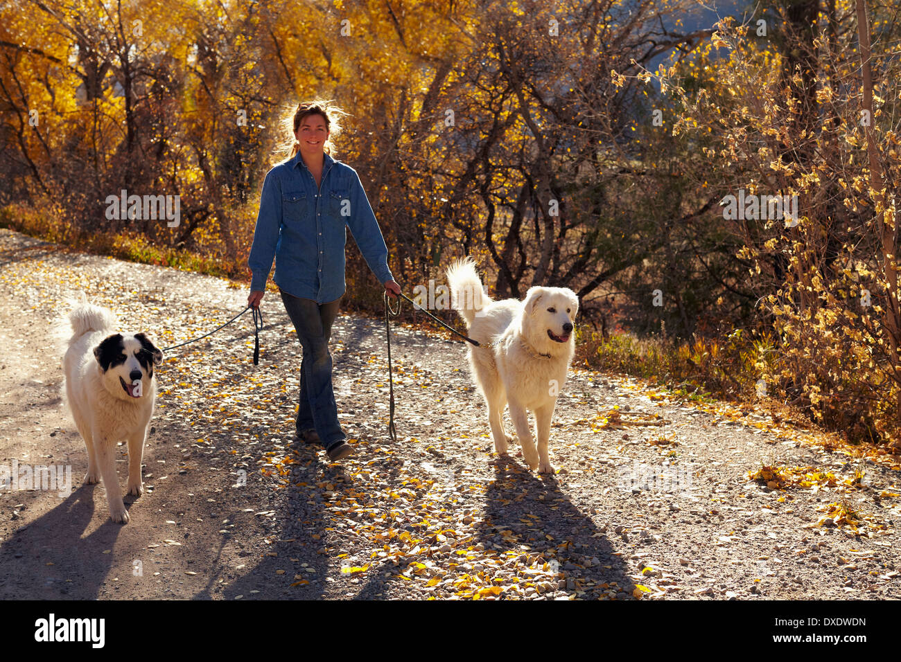 Woman walking her dogs in forest, Colorado, USA Stock Photo - Alamy