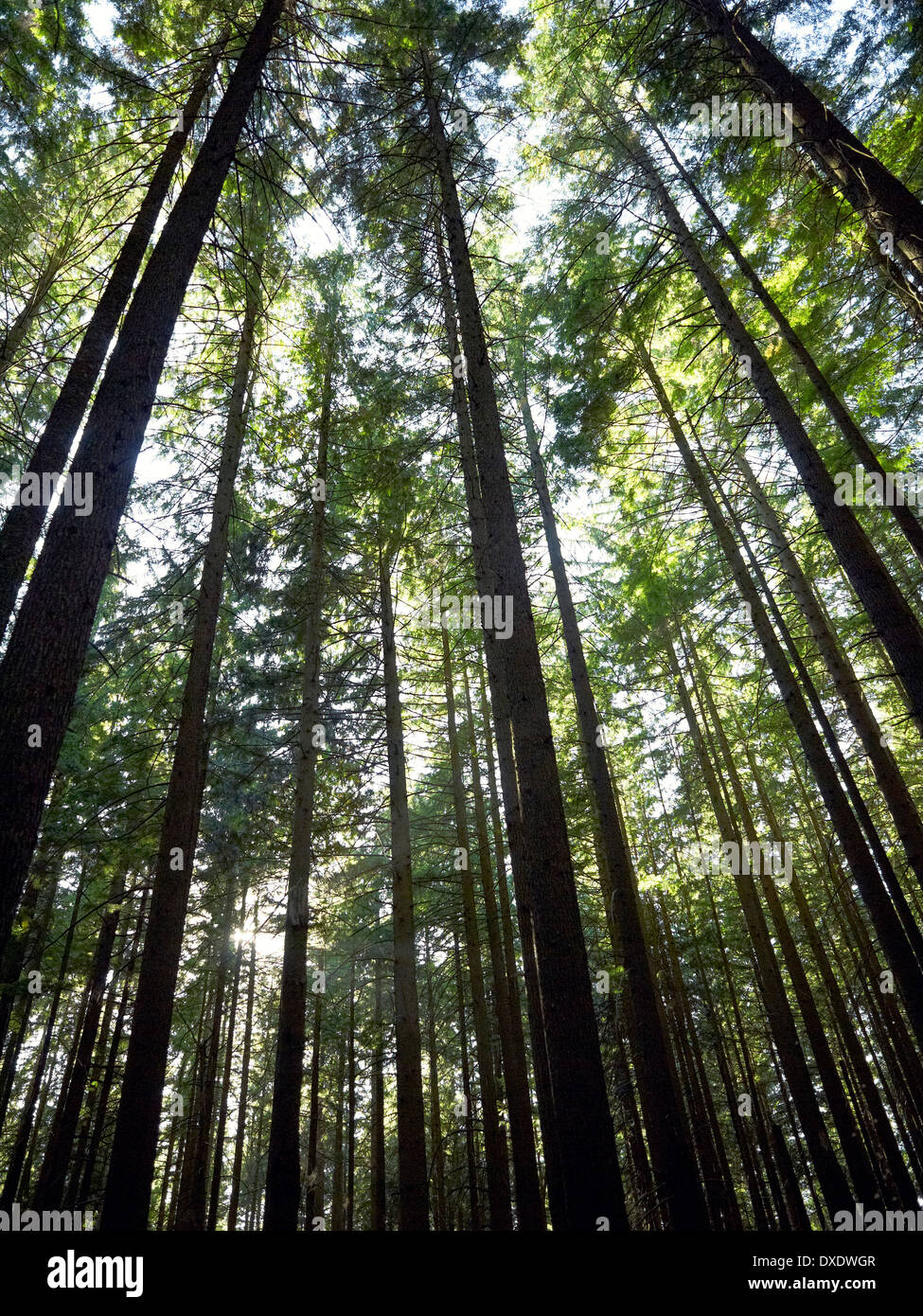 Hemlock tree hi-res stock photography and images - Alamy