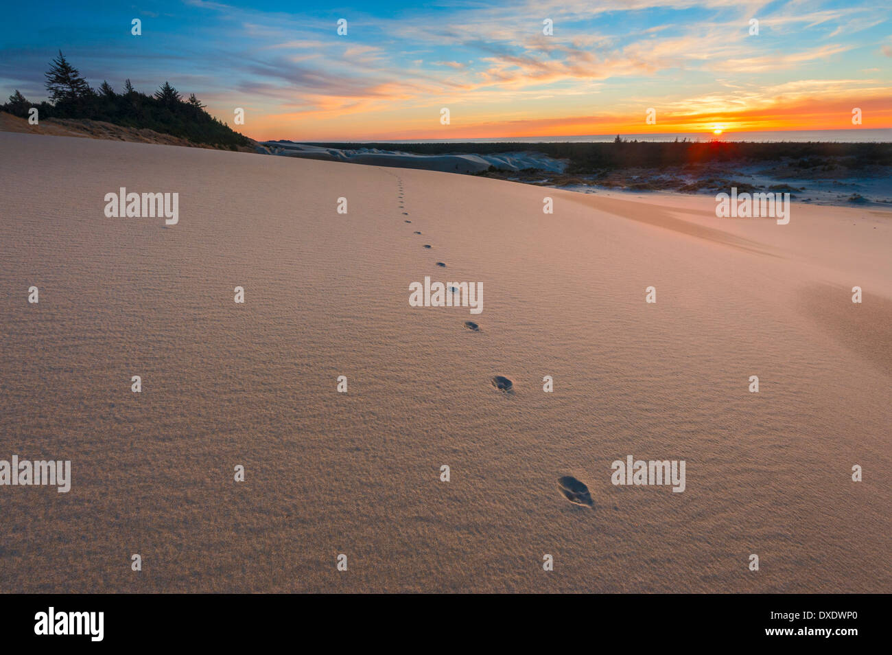 Footsteps on sand dune during sunset, Oregon, USA Stock Photo - Alamy