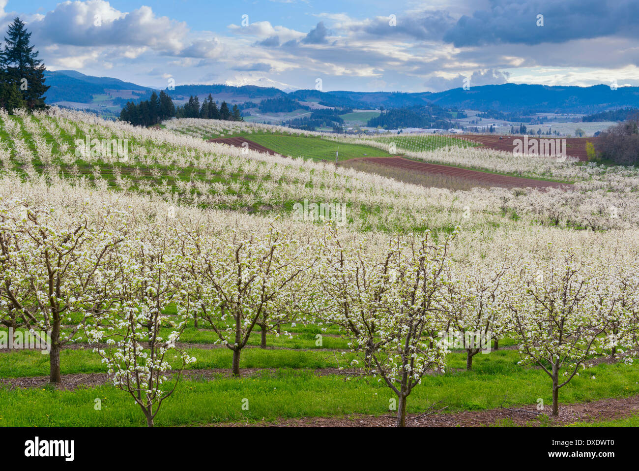 Oregon orchard hi-res stock photography and images - Alamy