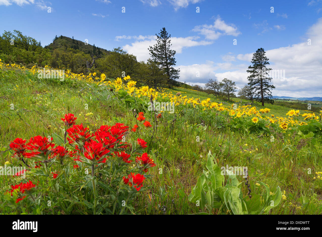 Flowers on meadow, Rowena Crest, Oregon, USA Stock Photo - Alamy
