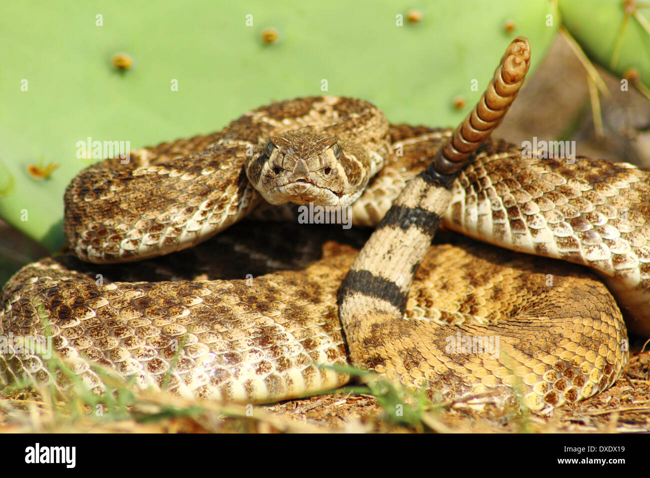 Rattlesnake strike hi-res stock photography and images - Alamy