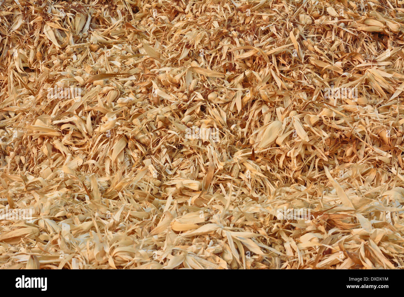 dry corncobs and corn leaves after harvesting Stock Photo - Alamy