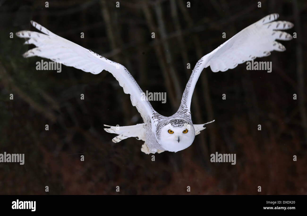 Snowy owl flying hi-res stock photography and images - Alamy