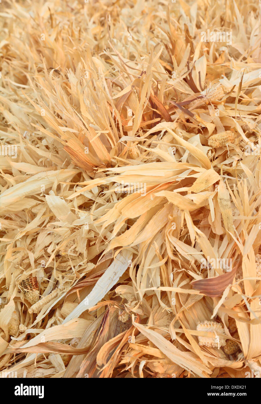 Corn leaves hi-res stock photography and images - Alamy