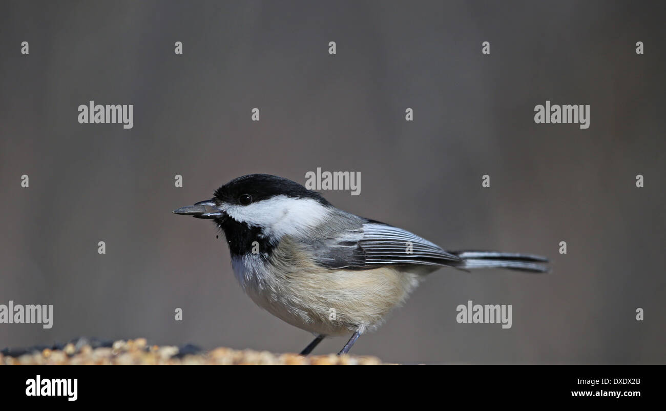 Feeding Black-capped Chickadee Stock Photo - Alamy