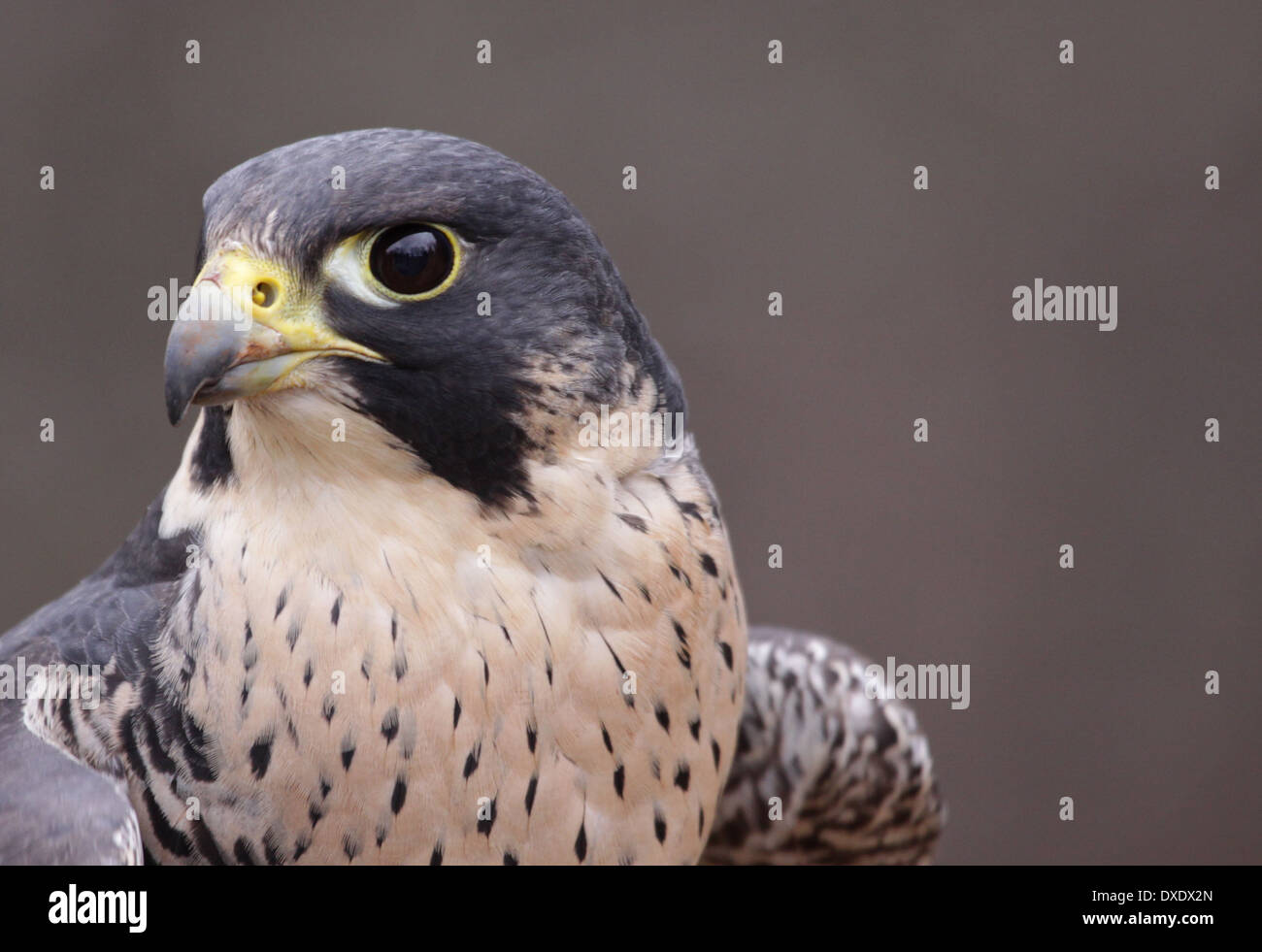 Peregrine stare hi-res stock photography and images - Alamy
