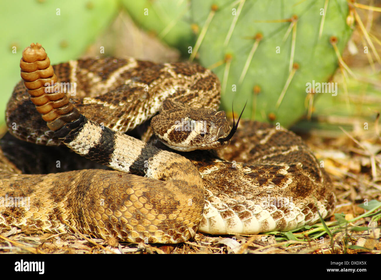 Rattlesnake strike hi-res stock photography and images - Alamy