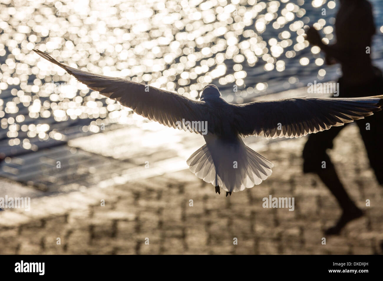 Running seagull hi-res stock photography and images - Alamy