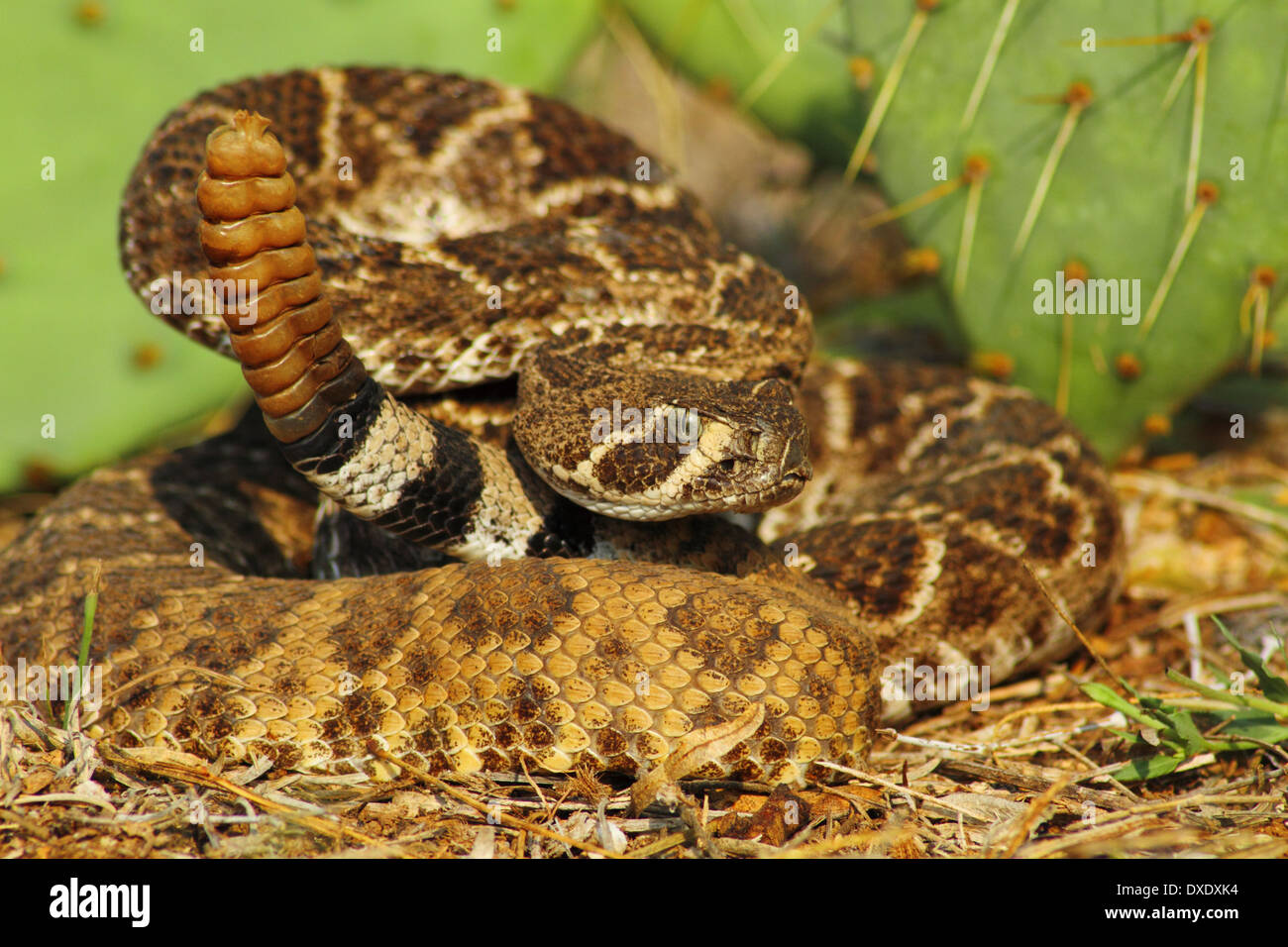 A wary rattlesnake prepared to strike Stock Photo - Alamy