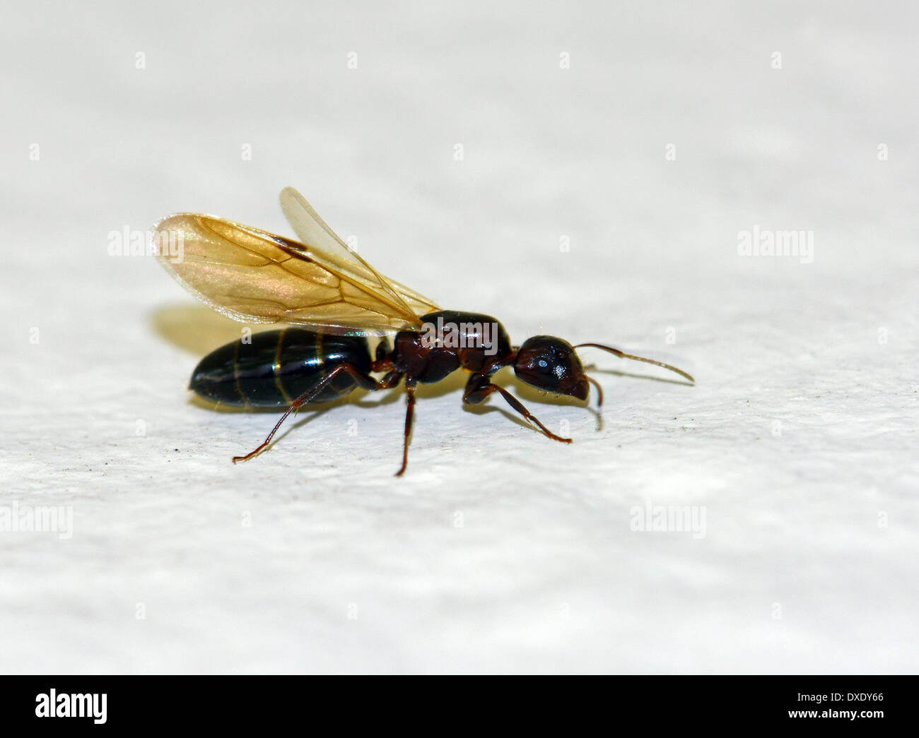 Winged ant hi-res stock photography and images - Alamy