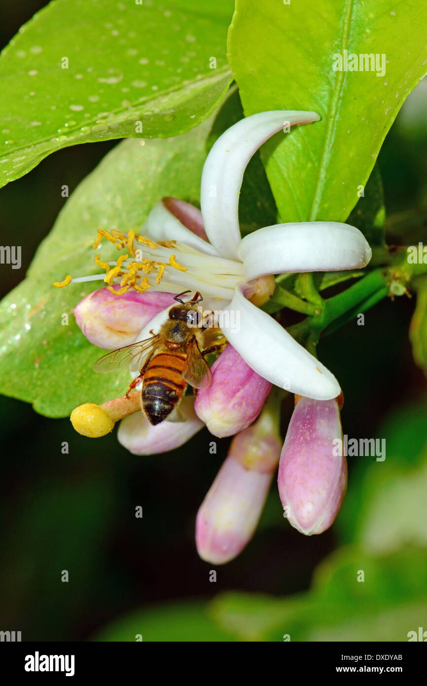 Bee pollinating lemon flower Stock Photo - Alamy
