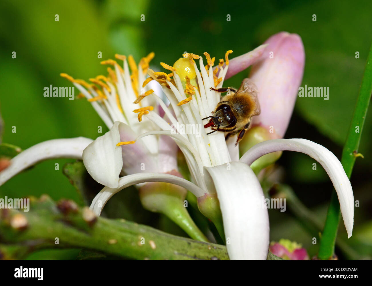 Bee pollinating lemon flower Stock Photo - Alamy