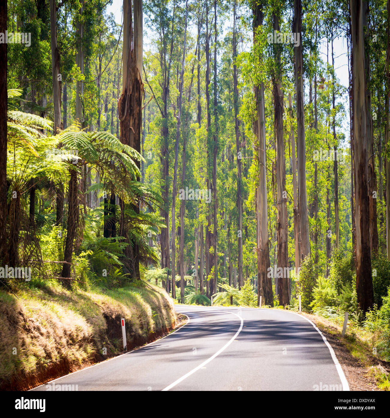 Towering trees and tree ferns in the forest along the Black Spur in the ...