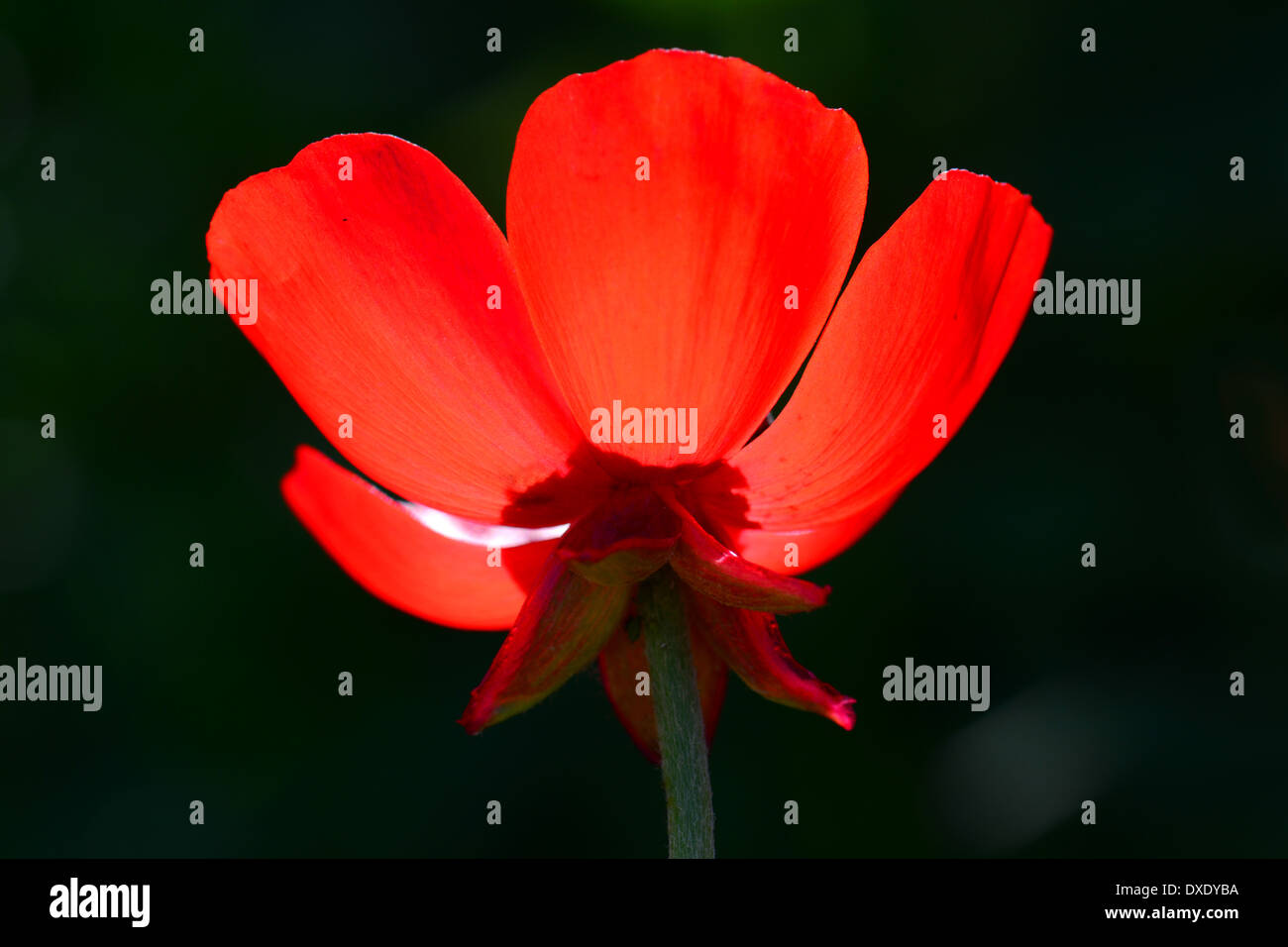 Red buttercup flower hi-res stock photography and images - Alamy