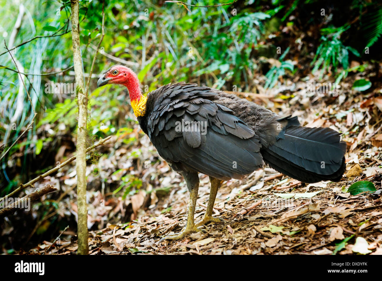 The Australian Brush Turkey in the wild of the Queensland hinterland ...