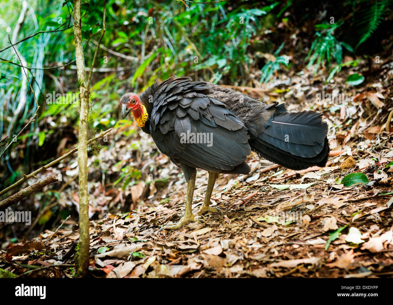 The Australian Brush Turkey in the wild of the Queensland hinterland ...