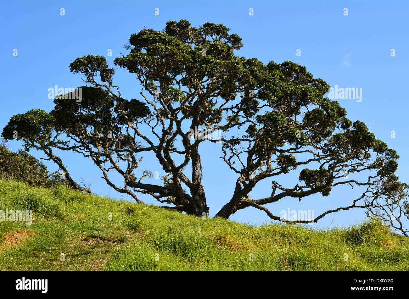 Pohutukawa Native Tree Of New Zealand High Resolution Stock Photography ...