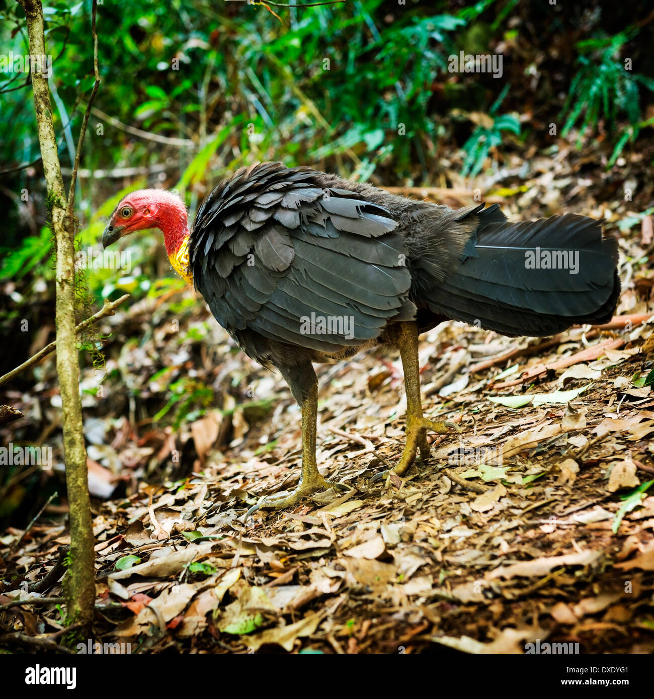 The Australian Brush Turkey in the wild of the Queensland hinterland ...