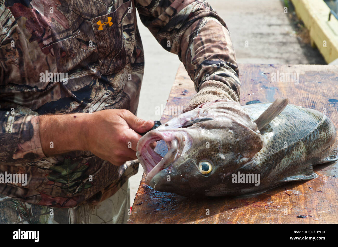 Newfoundland Fish High Resolution Stock Photography and Images - Alamy