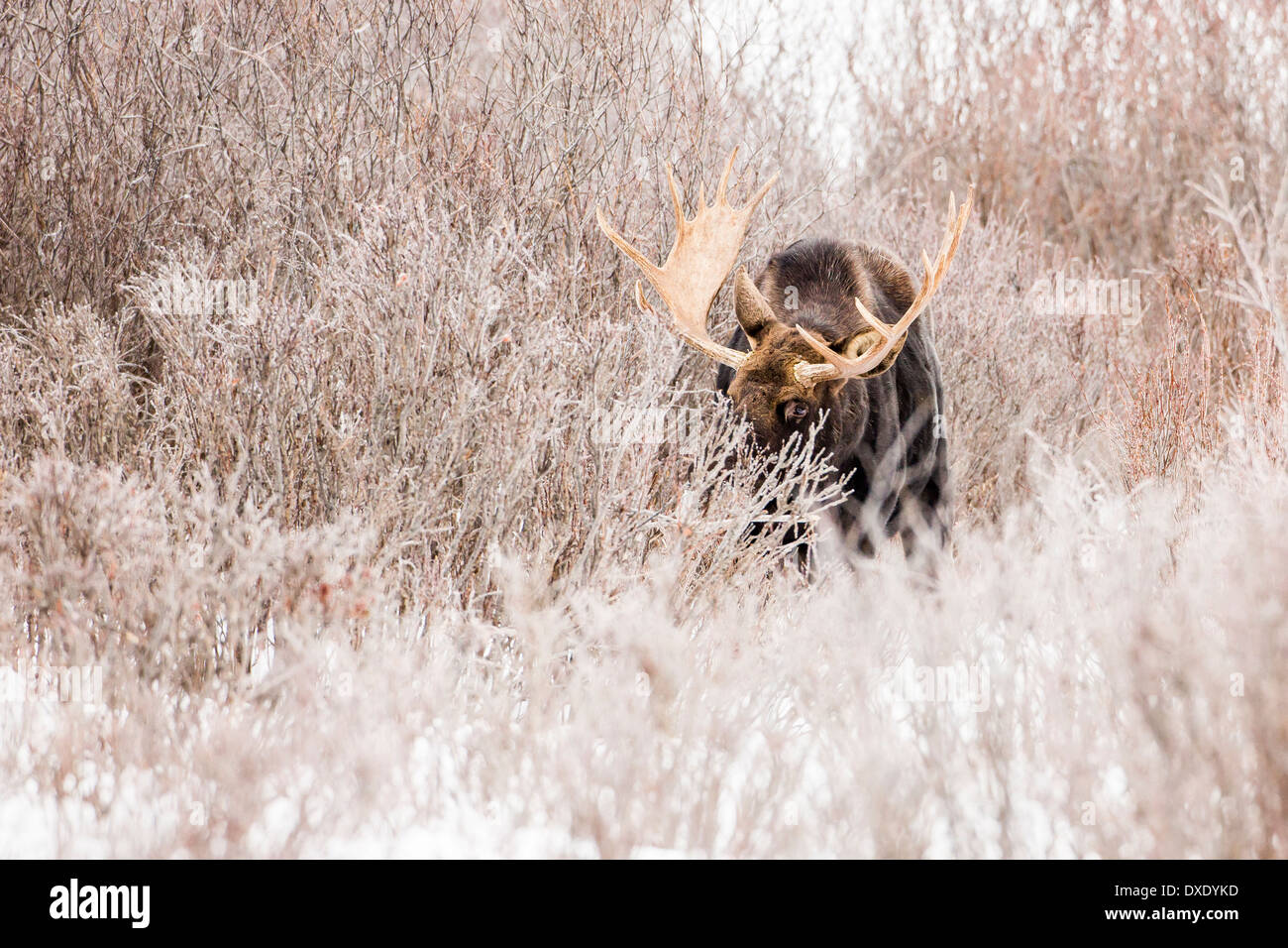 Moose country hi-res stock photography and images - Alamy