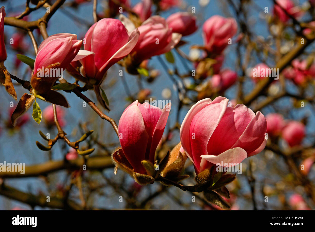 Magnolia / (Magnolia spec Stock Photo - Alamy