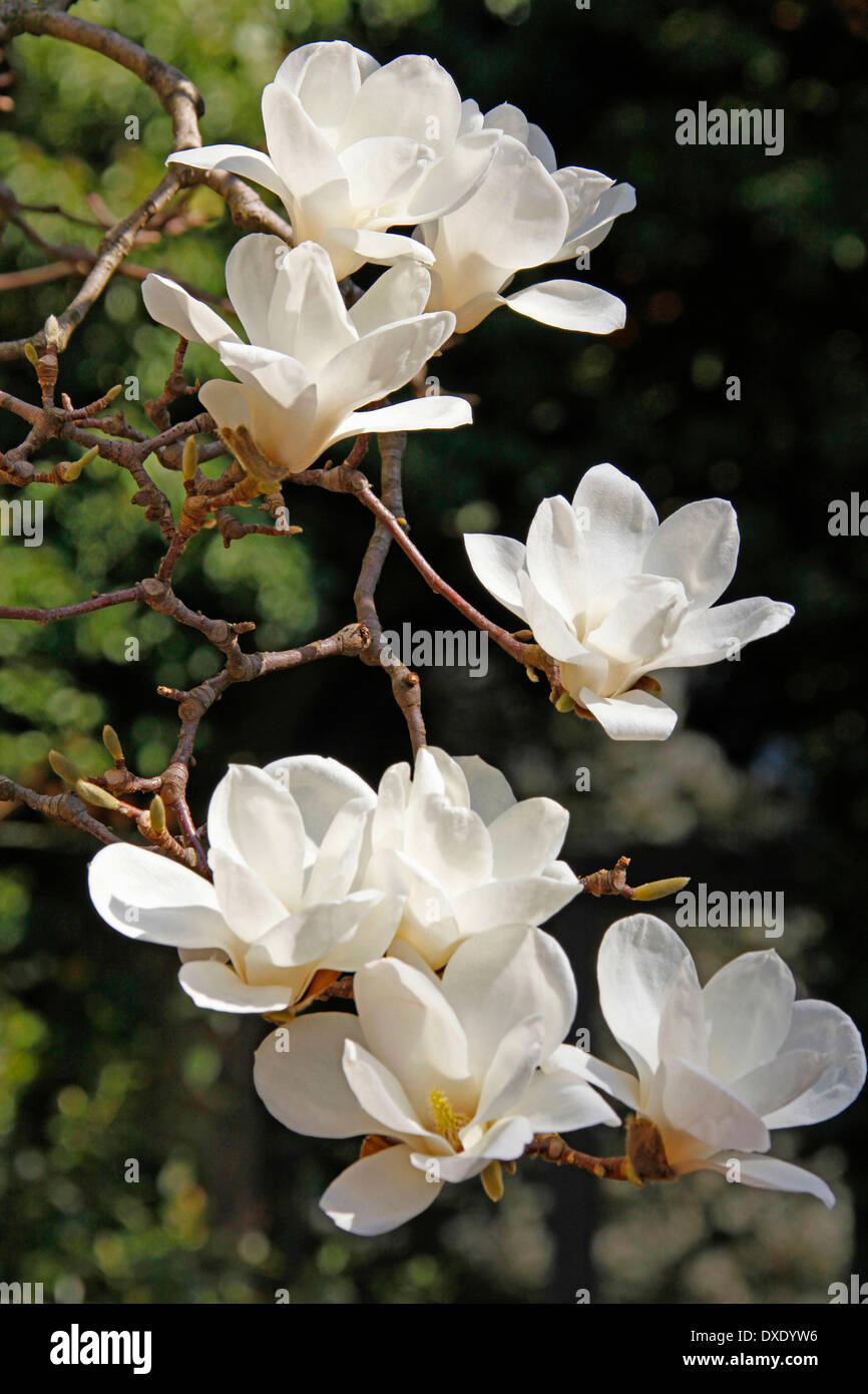 Magnolia / (Magnolia spec Stock Photo - Alamy