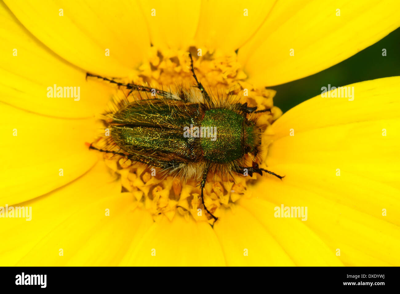 Beetle feeding hi-res stock photography and images - Alamy