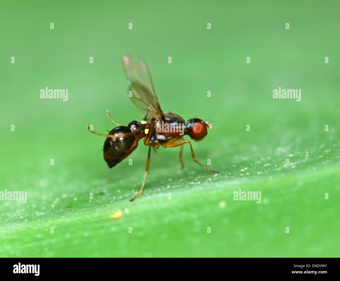 Fruit fly insect hi-res stock photography and images - Alamy