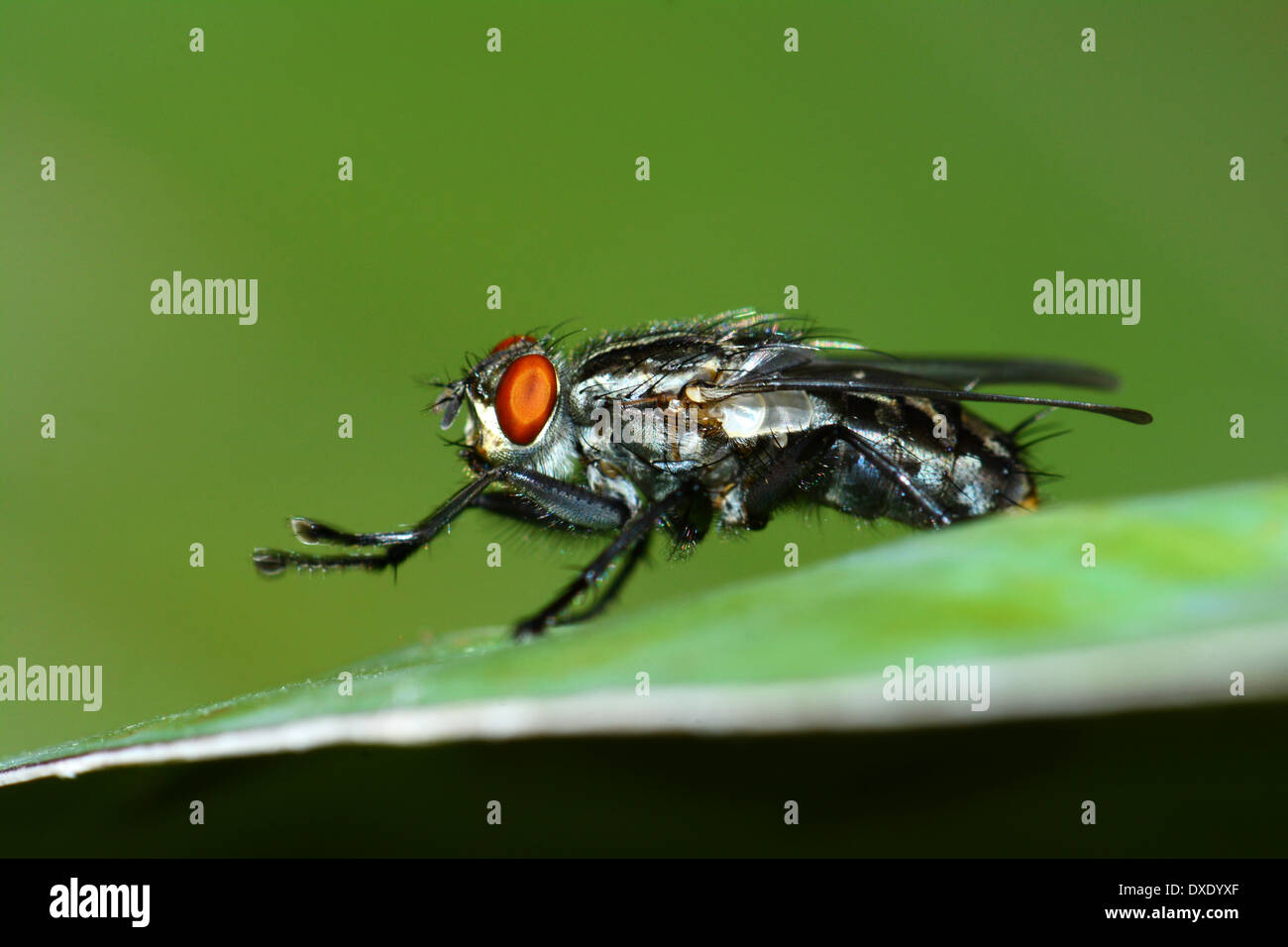 Fly, Rubbing legs Stock Photo - Alamy