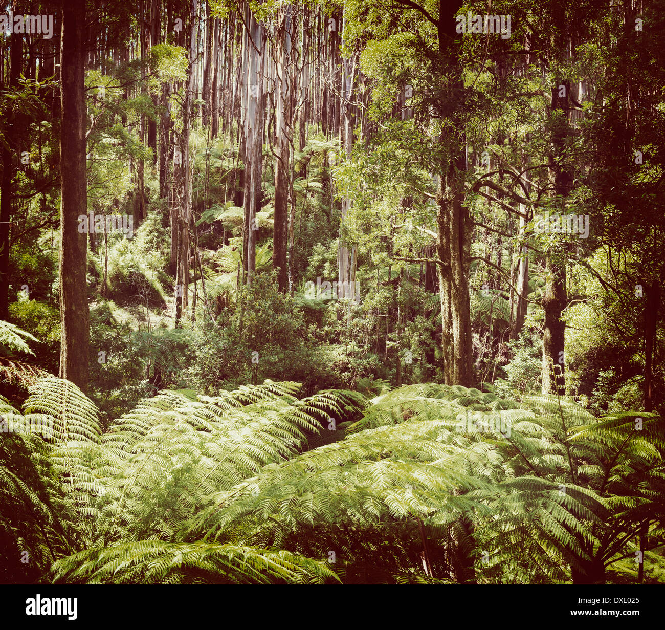Lush green ferns, tree ferns and towering mountain ash along the Black ...